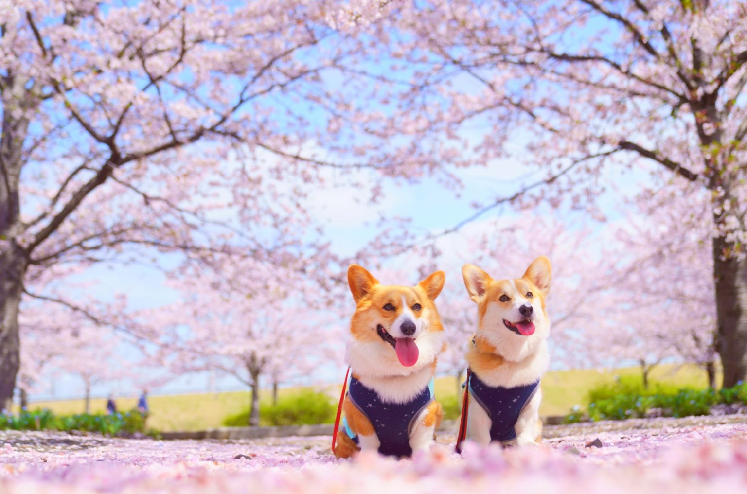 犬の変性性脊髄症について│少しでも早く発見することでQOLを高めたい - 光が丘動物病院グループ